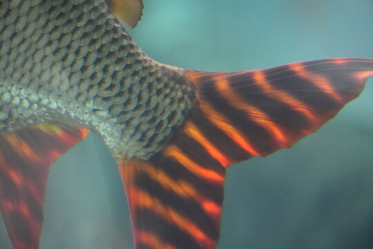 "Fish Fins" Images – Browse 493 Stock Photos, Vectors, and Video ...