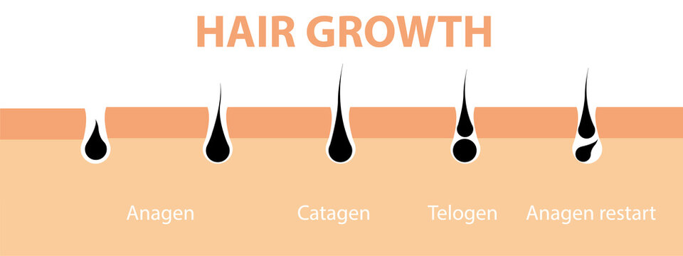 Hair Growth Cycle Images – Browse 1,863 Stock Photos, Vectors, and ...