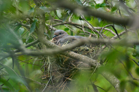 「Torcaza」の写真素材 | 74件の無料イラスト画像 | Adobe Stock