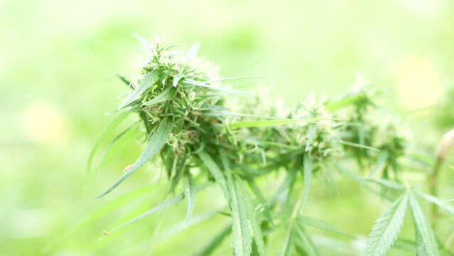Cannabis Extracting Images – Browse 61,082 Stock Photos, Vectors, and ...