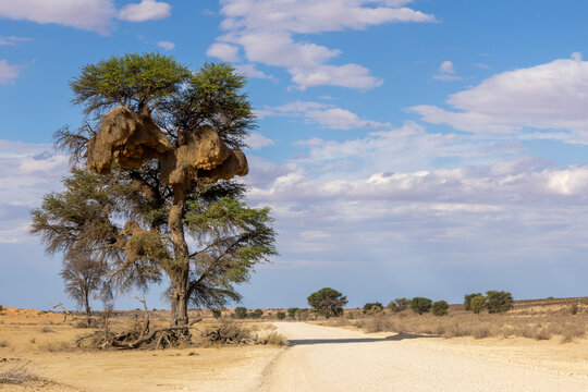 Kameeldoring Imagens – Procure 1,779 fotos, vetores e vídeos | Adobe Stock