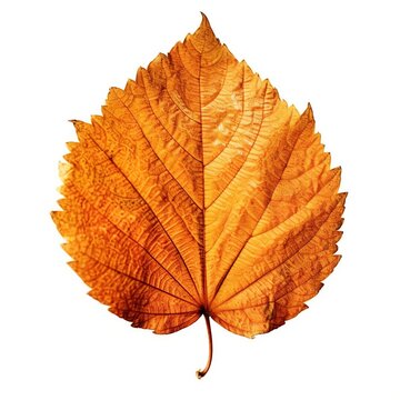 Single Autumn Leaf Images – Browse 117,288 Stock Photos, Vectors, and ...