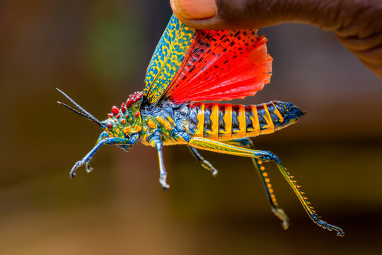 "Rainbow Milkweed Locust" Images – Browse 83 Stock Photos, Vectors, and ...