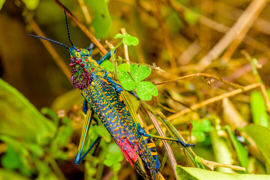 "Rainbow Milkweed Locust" Images – Browse 83 Stock Photos, Vectors, and ...