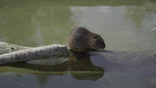 "Water Rat" Images – Browse 1,603 Stock Photos, Vectors, and Video ...