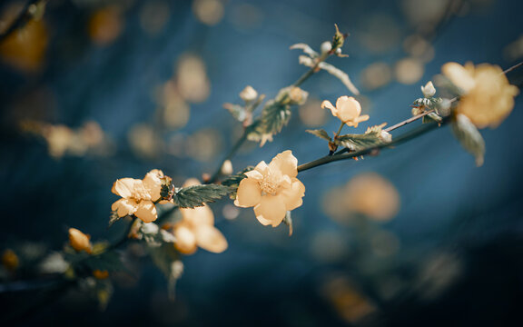 "Spring Background" Images – Browse 65,634 Stock Photos, Vectors, and ...