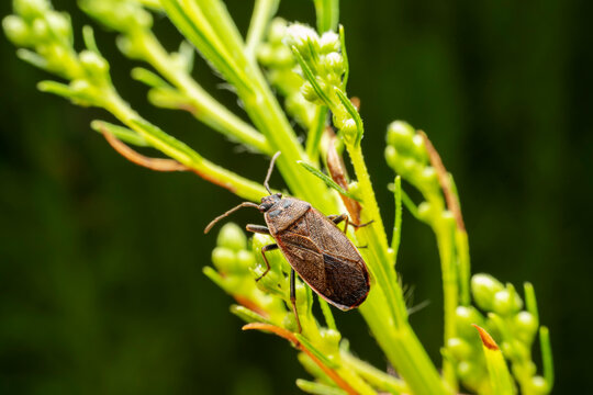 "Chinch Bug" Bilder – Durchsuchen 120 Archivfotos, Vektorgrafiken und ...