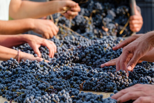 Celler Bilder – Durchsuchen 813 Archivfotos, Vektorgrafiken und Videos ...