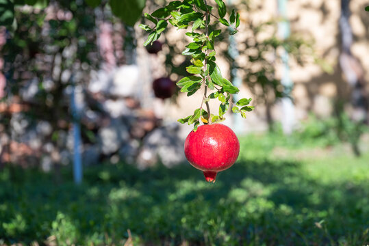 "Low Hanging Fruit" Images – Browse 347 Stock Photos, Vectors, and ...
