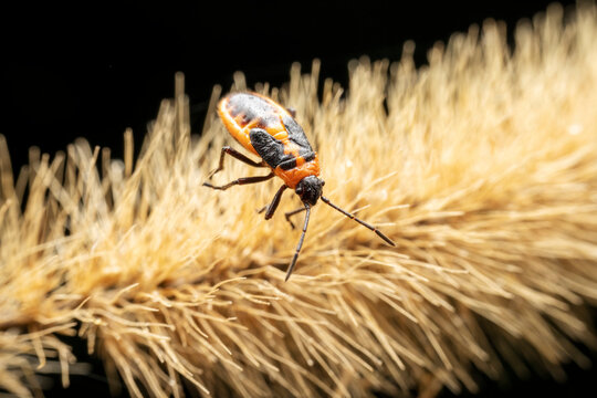 "Chinch Bug" Bilder – Durchsuchen 120 Archivfotos, Vektorgrafiken und ...