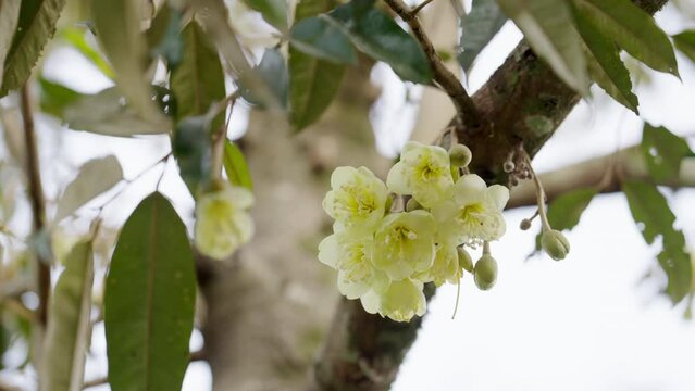 Calycle Imagens – Procure 84 fotos, vetores e vídeos | Adobe Stock