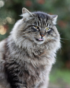 Baffo Bilder – Durchsuchen 1,501 Archivfotos, Vektorgrafiken und Videos ...