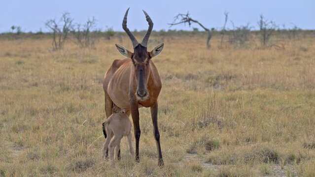 Hartebees Images – Browse 7,716 Stock Photos, Vectors, and Video ...