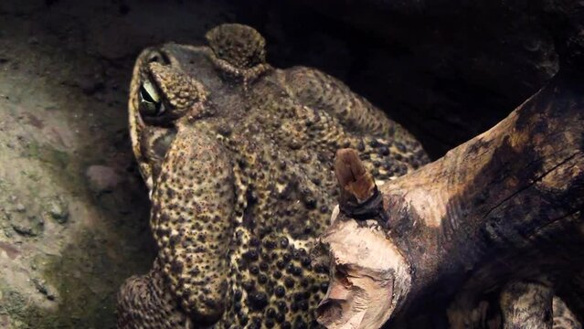 "Cane Toad" Images – Browse 7,680 Stock Photos, Vectors, and Video ...