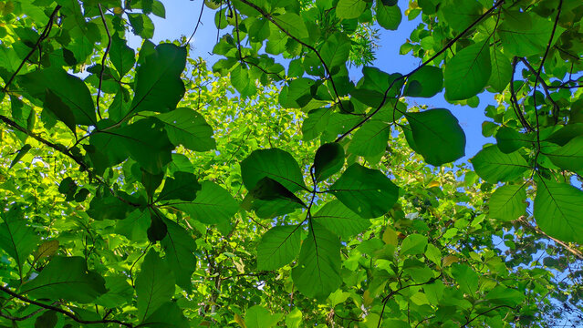 "Teak Leaves" Images – Browse 87 Stock Photos, Vectors, and Video ...