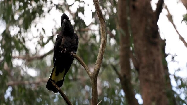 Black-Cockatoo Images – Browse 2,398 Stock Photos, Vectors, and Video ...