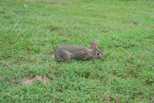 "Wild Rabbit" Images – Browse 5,109 Stock Photos, Vectors, and Video ...