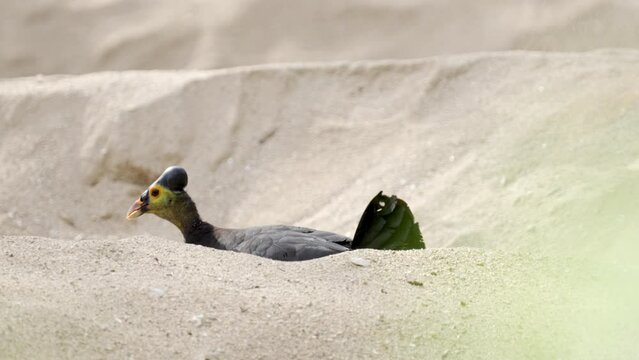 "Sand Displacement" Images – Browse 19 Stock Photos, Vectors, and Video ...