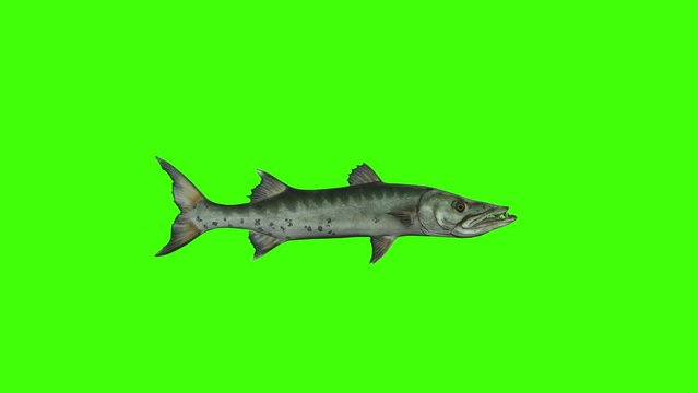 "Great Barracuda" Images – Browse 892 Stock Photos, Vectors, and Video ...