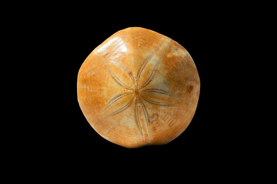 Clypeasteroida Bilder – Durchsuchen 3,197 Archivfotos, Vektorgrafiken ...