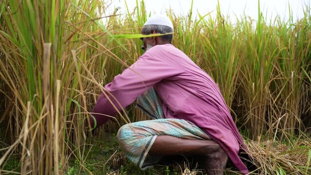 Smallholder Imagens – Procure 779 fotos, vetores e vídeos | Adobe Stock