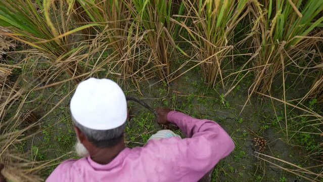 Smallholder Imagens – Procure 779 fotos, vetores e vídeos | Adobe Stock
