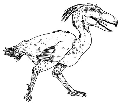 terror bird coloring pages to print