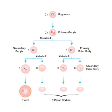 Oogonium Images – Browse 44 Stock Photos, Vectors, and Video | Adobe Stock