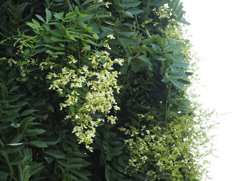 落葉樹 Images – Browse 22,239 Stock Photos, Vectors, and Video | Adobe Stock