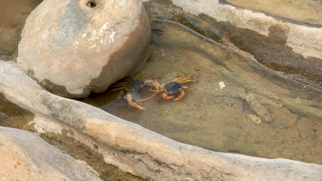 "Freshwater Crab"-Bilder: Stock-Fotos & -Videos. | Adobe Stock