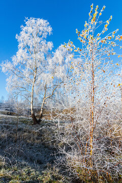 Sapling Images – Browse 142,202 Stock Photos, Vectors, and Video ...