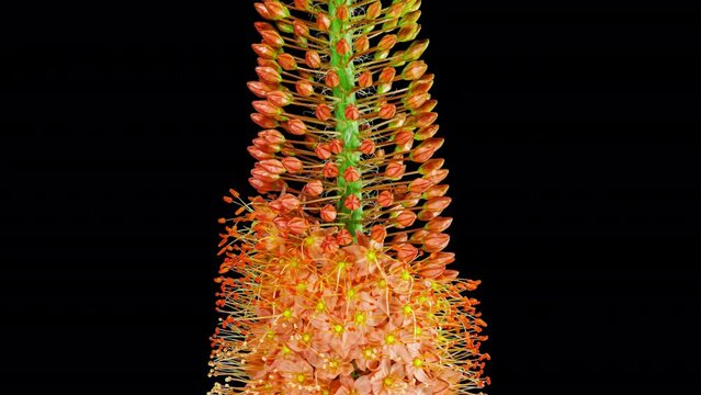 "Eremurus Stenophyllus" Images – Browse 161 Stock Photos, Vectors, and ...