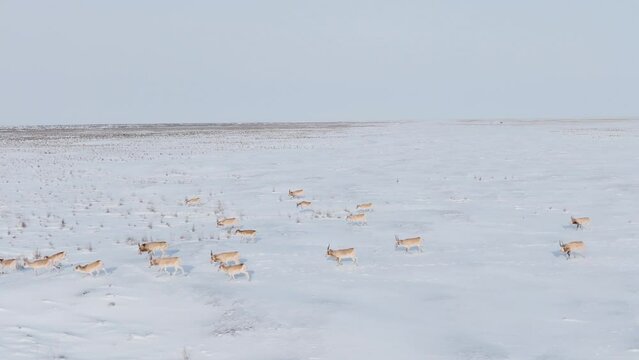 "Saiga Tatarica" Images – Browse 2,546 Stock Photos, Vectors, and Video ...