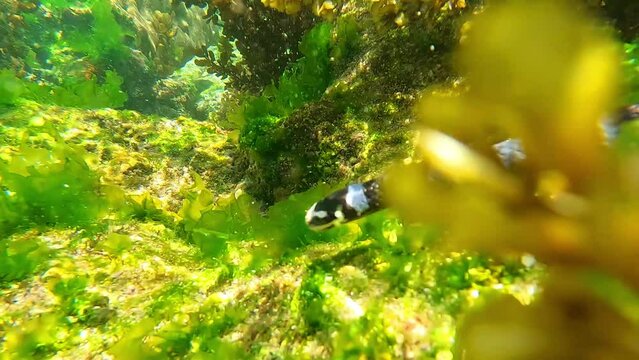 "Sea Krait" Images – Browse 786 Stock Photos, Vectors, and Video ...