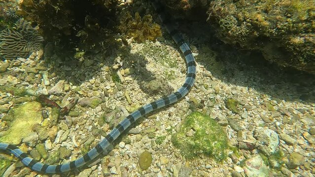 "Sea Krait" Images – Browse 693 Stock Photos, Vectors, and Video ...