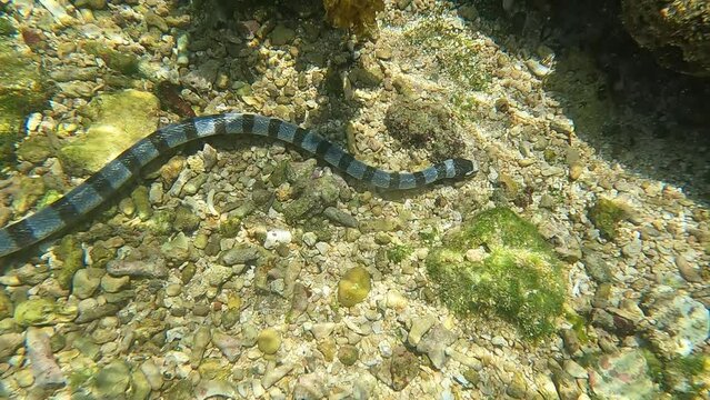 "Sea Krait" Images – Browse 692 Stock Photos, Vectors, and Video ...