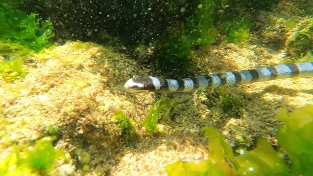 "Sea Krait" Images – Browse 693 Stock Photos, Vectors, and Video ...