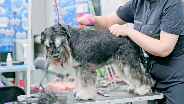 "Mini Schnauzer" Images – Browse 17,876 Stock Photos, Vectors, and ...