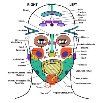 Reflexology Chart Images – Browse 23,345 Stock Photos, Vectors, and ...