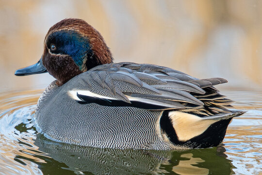 "Common Teal" Images – Browse 6,827 Stock Photos, Vectors, and Video ...