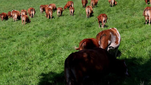 "Flock Of Cows" Images – Browse 22 Stock Photos, Vectors, and Video ...