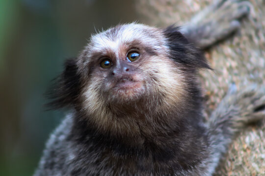 Imagens de Sagui – Explore Fotografias do Stock, Vetores e Vídeos de ...