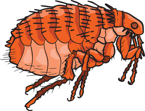 Cartoon Flea