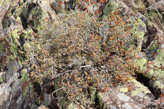 Thorn Bush"」の写真素材 | 1,569件の無料イラスト画像 | Adobe Stock