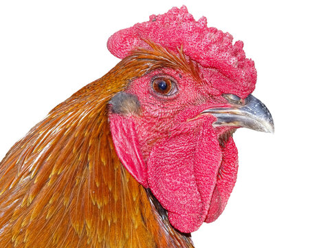 "Rooster Head" - Images et vidéos libres de droits | Adobe Stock