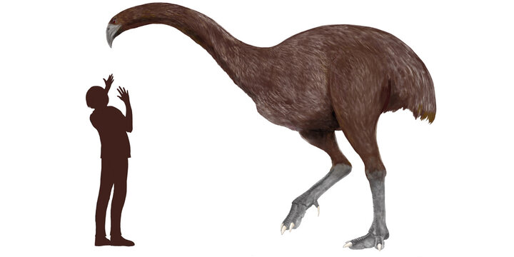 dinornis