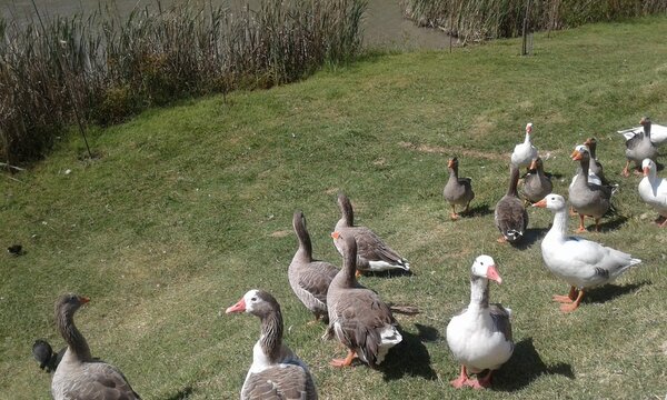 Patos Images – Browse 24,010 Stock Photos, Vectors, and Video | Adobe Stock