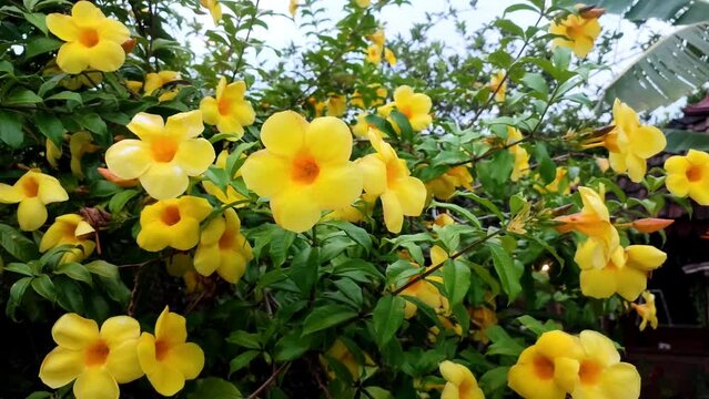 "Allamanda Cathartica" Images – Browse 3,283 Stock Photos, Vectors, and ...