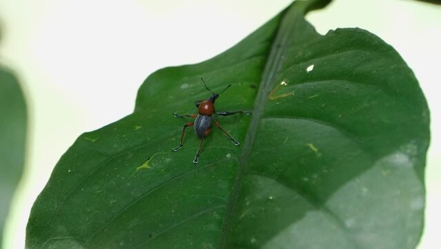 Cucujiformia Images – Browse 567 Stock Photos, Vectors, and Video ...