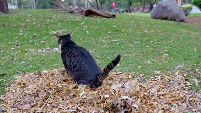 "Cat Poop" Images – Browse 113 Stock Photos, Vectors, and Video | Adobe ...